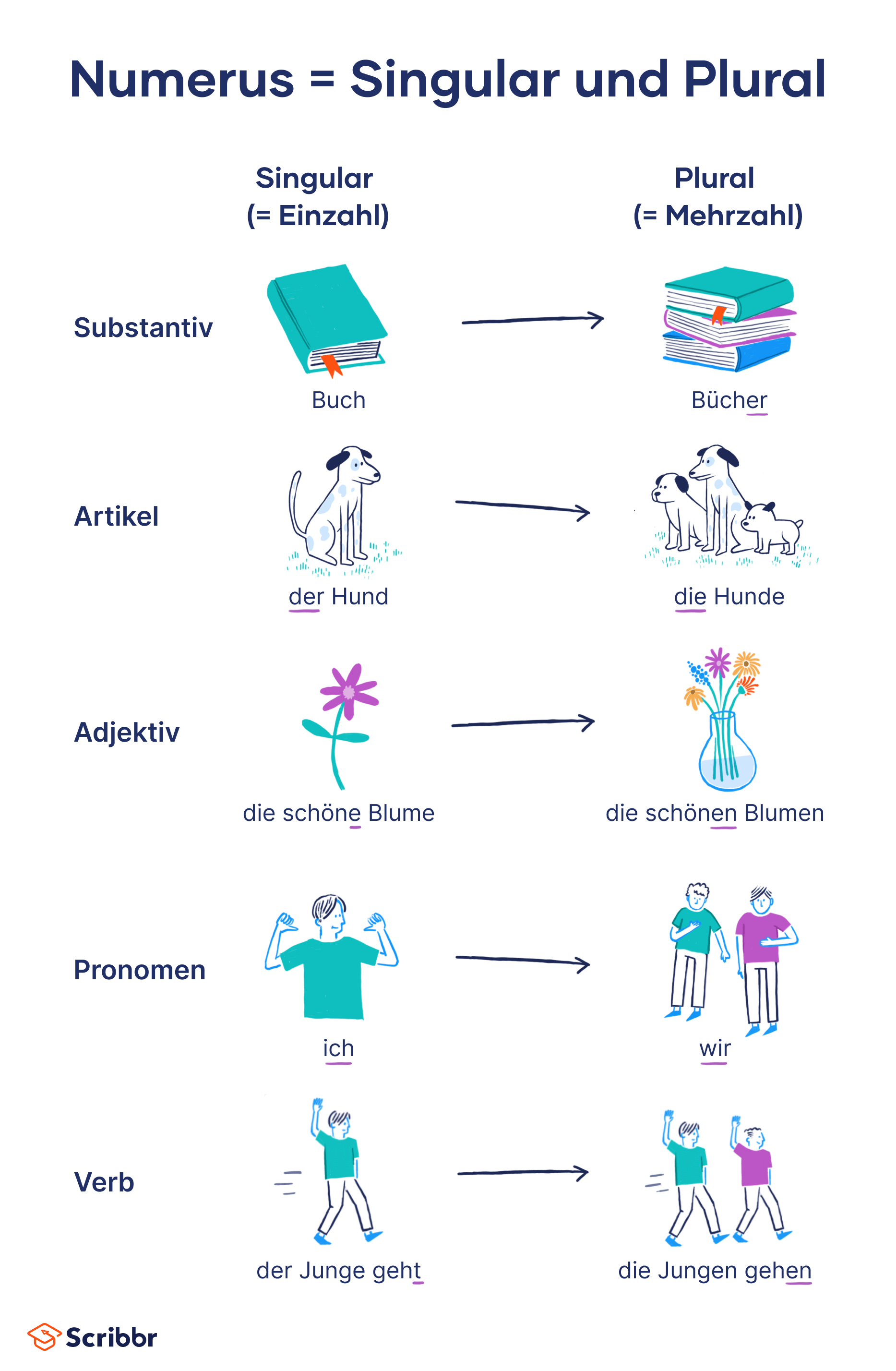 Numerus: Singular und Plural einfach erklärt